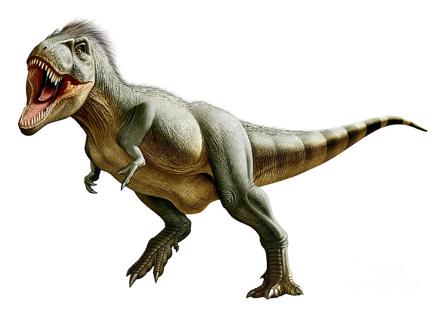 Tyrannosauroidea Dinopedia Fandom Powered By Wikia